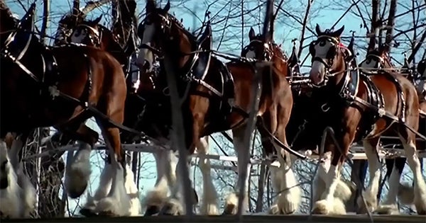 Top three Super Bowl ads from Boston | Sponsored