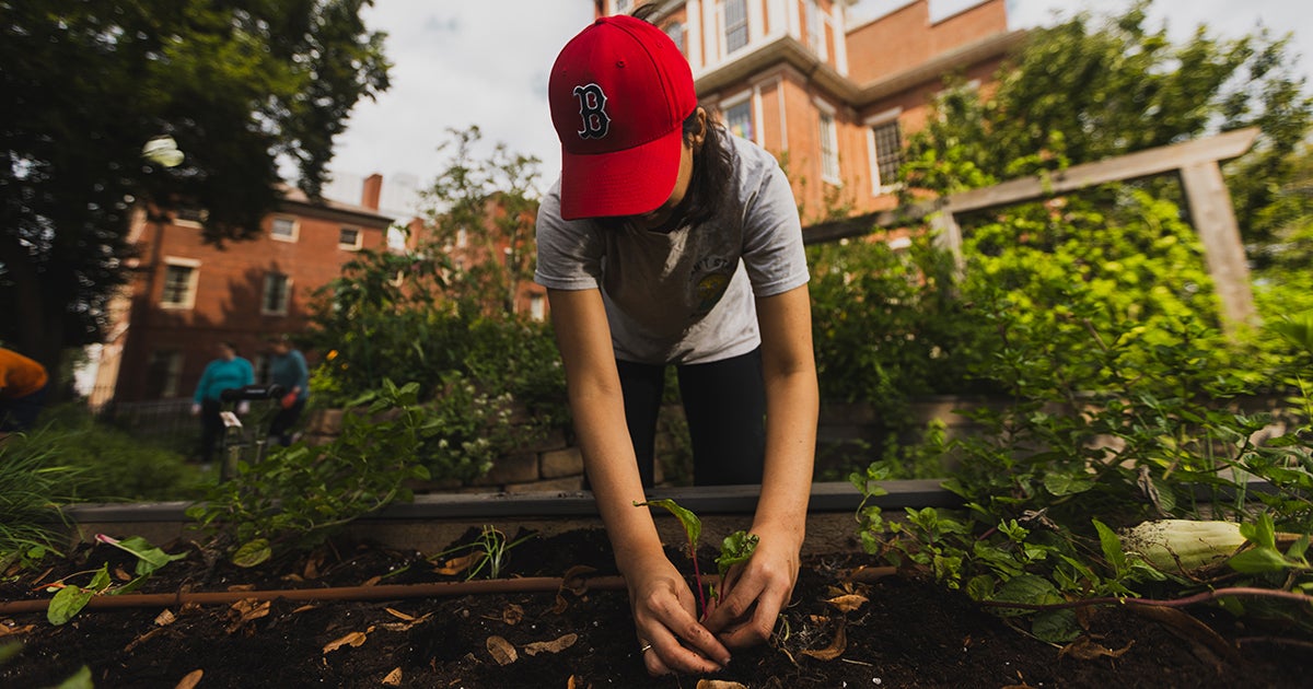 Green spaces in Boston: A growing oasis for community health | Sponsored
